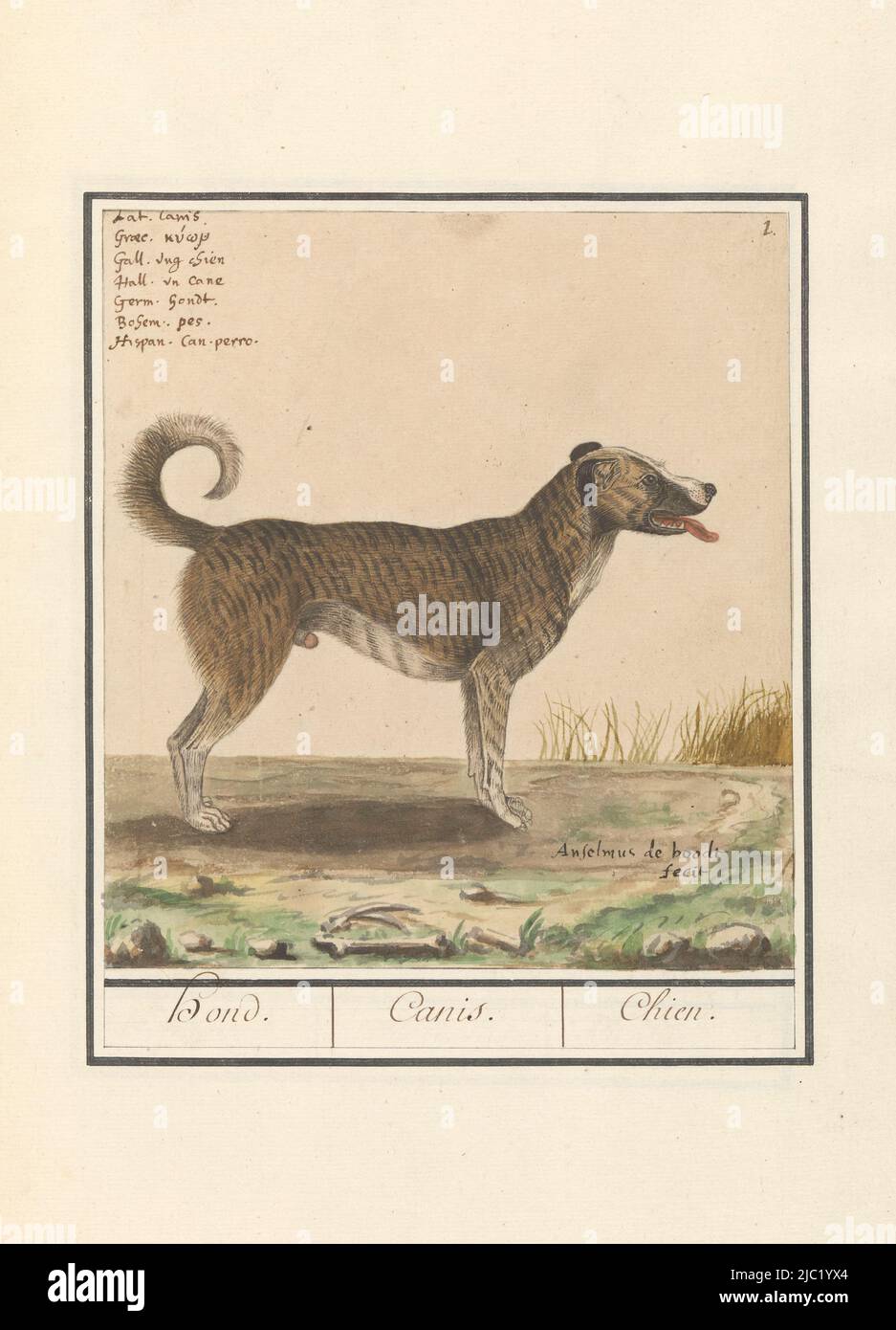 Dog. Numbered at the top right: 1. At the top left the name in seven ...