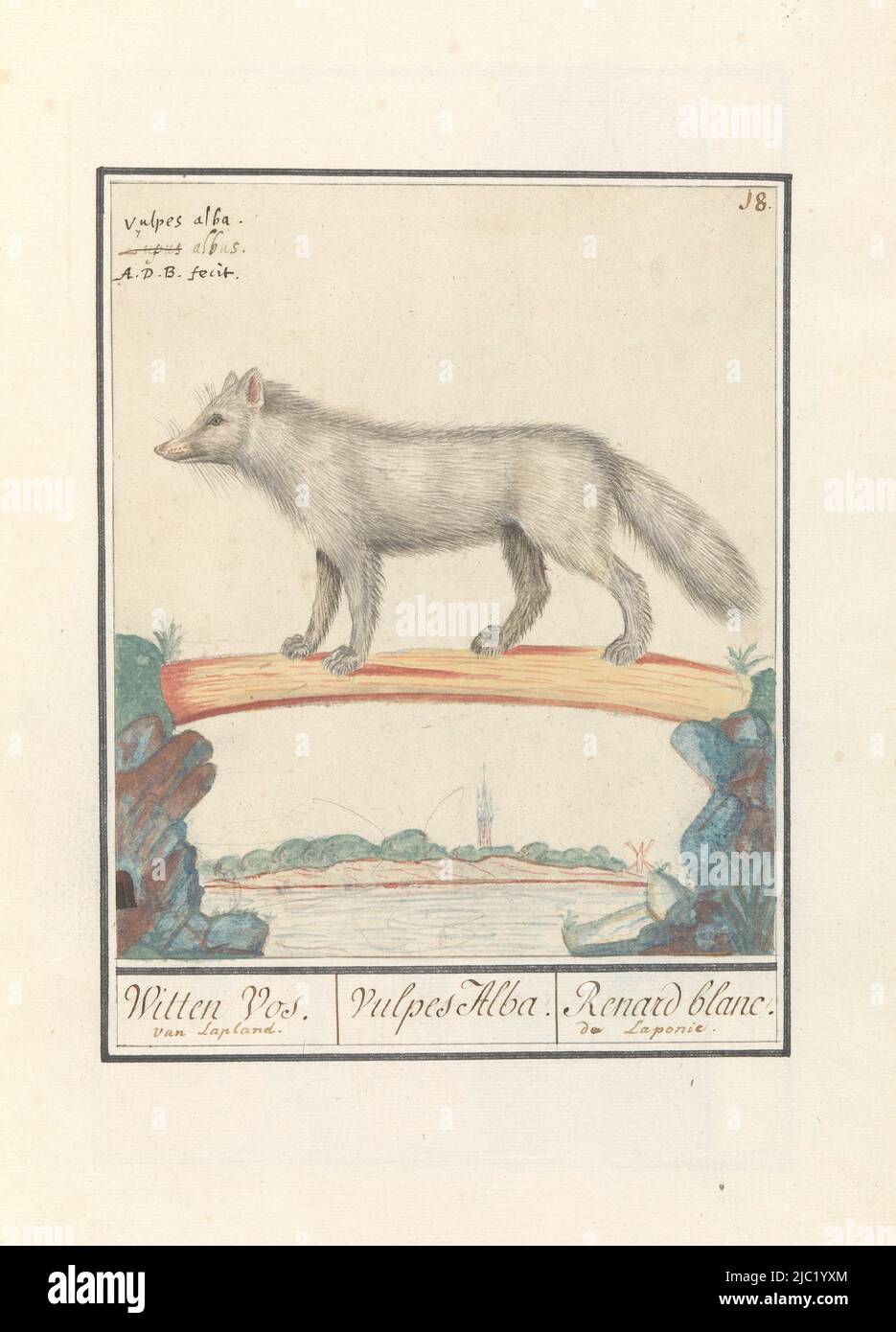 White arctic fox. Numbered upper right: 18. Top left the name in Latin ...