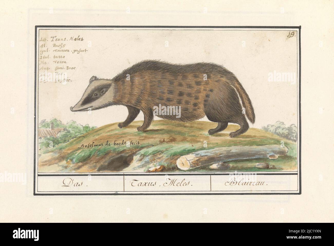 Dutch yew hi-res stock photography and images - Alamy