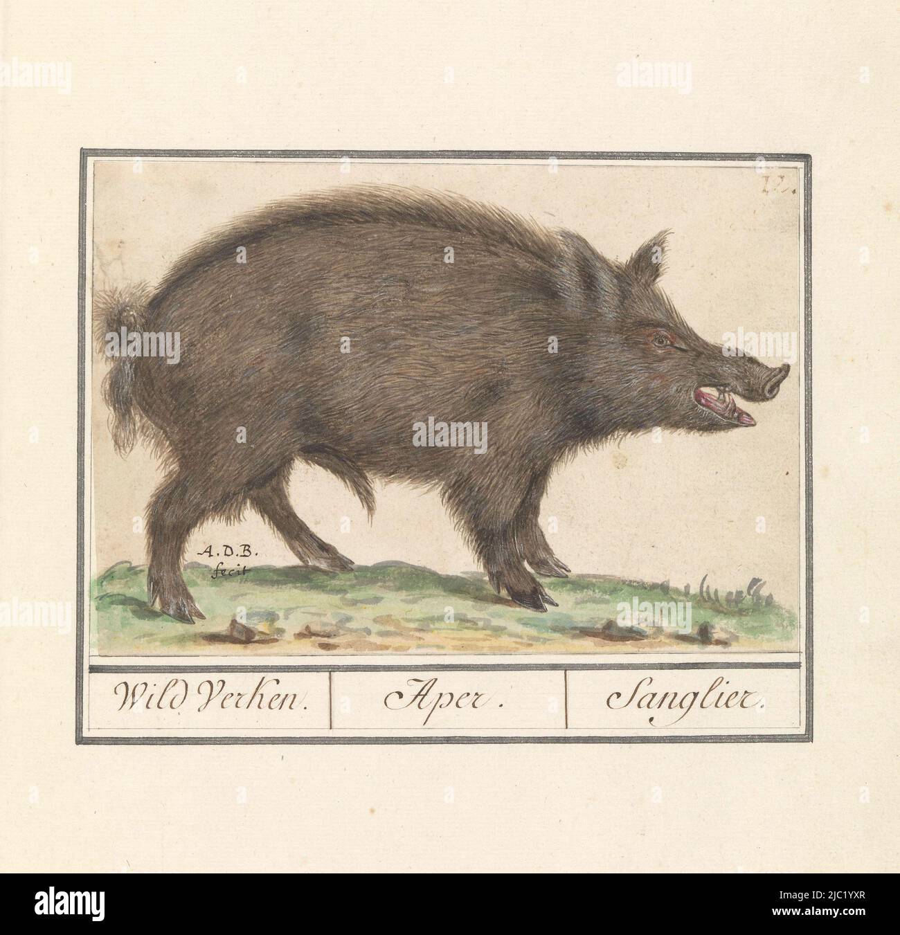 Wild boar. The number (12) scratched away in the upper right corner ...