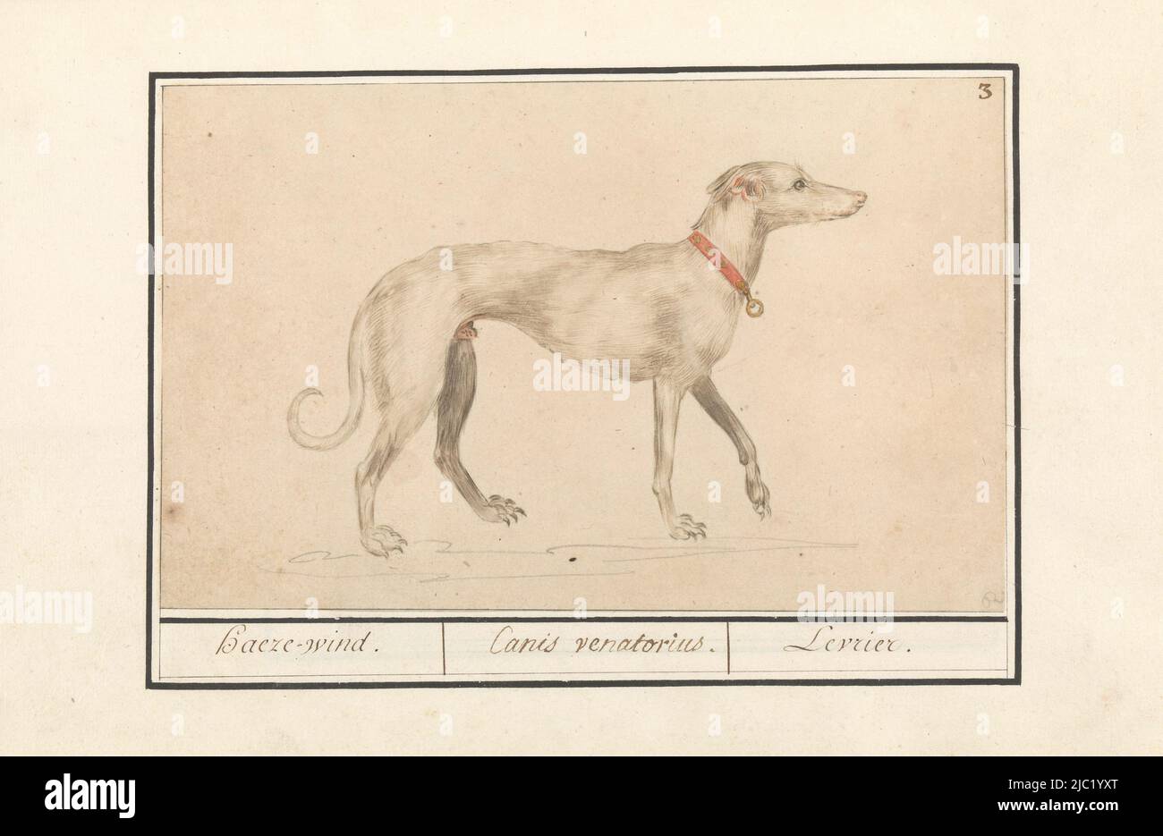 Greyhound, with collar. Numbered upper right: 3. Part of the first ...