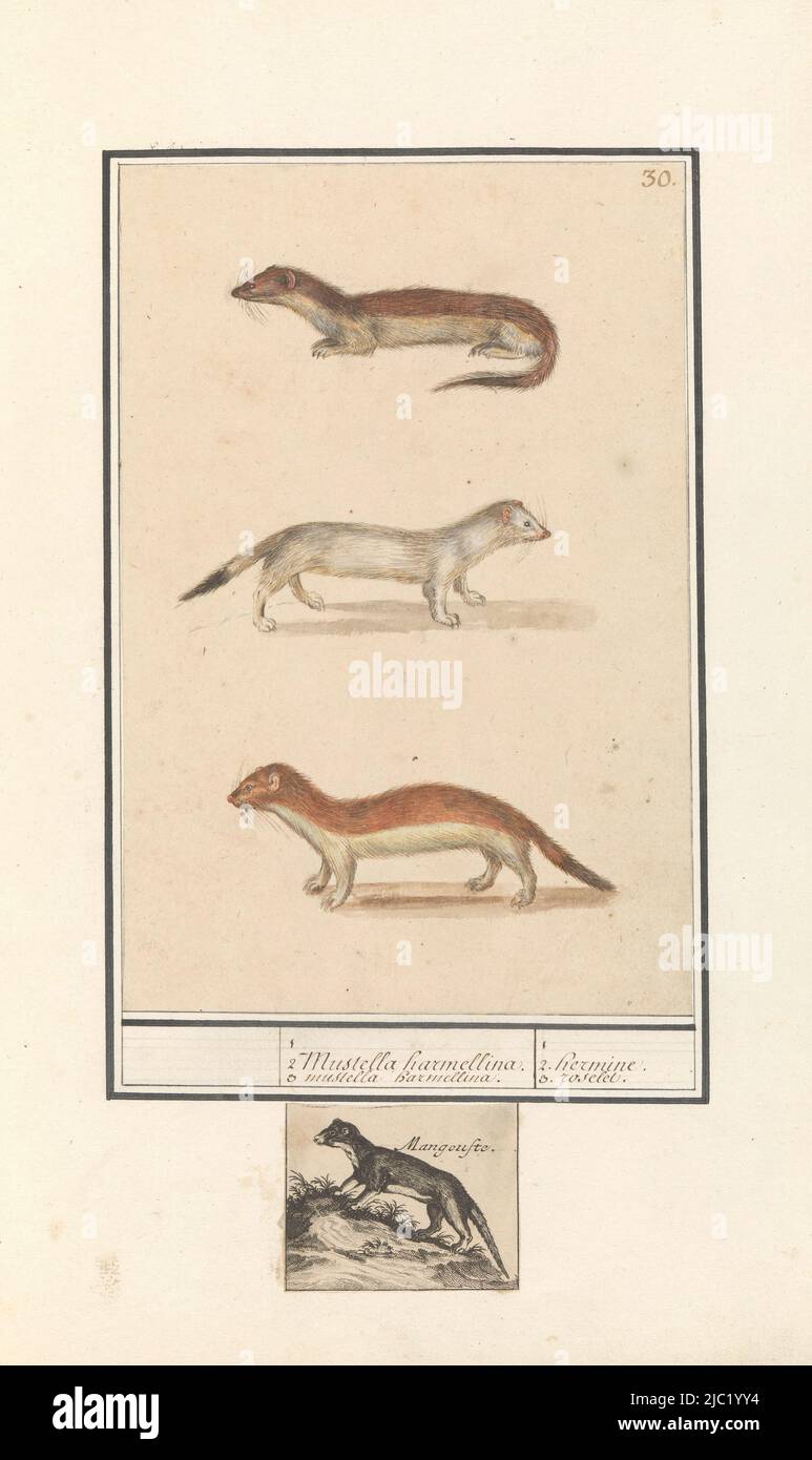 Three ermines hi-res stock photography and images - Alamy