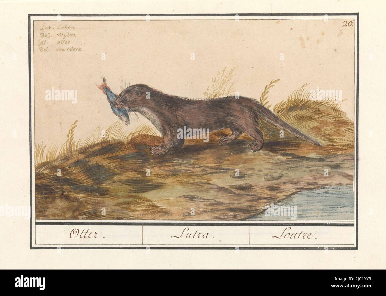 Otter, with a fish in its mouth. Numbered at the top right: 20. At the ...