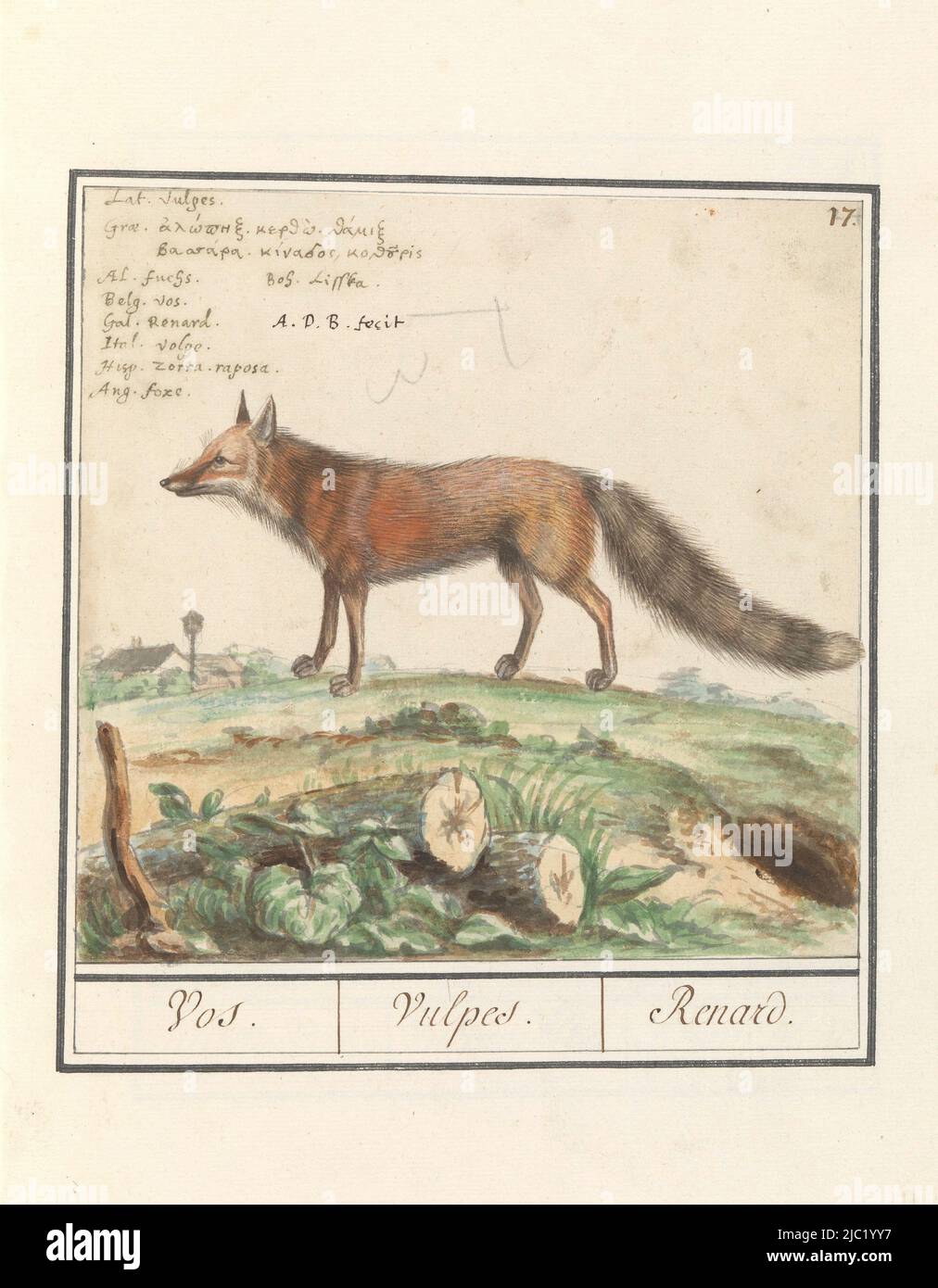 Fox. Numbered upper right: 17. Top left the name in eight languages ...