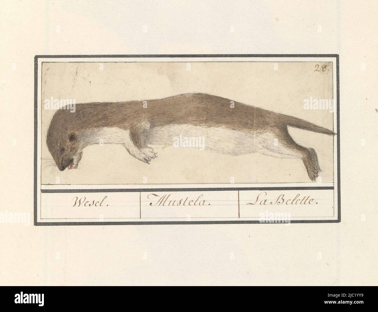 Least Weasel Drawing