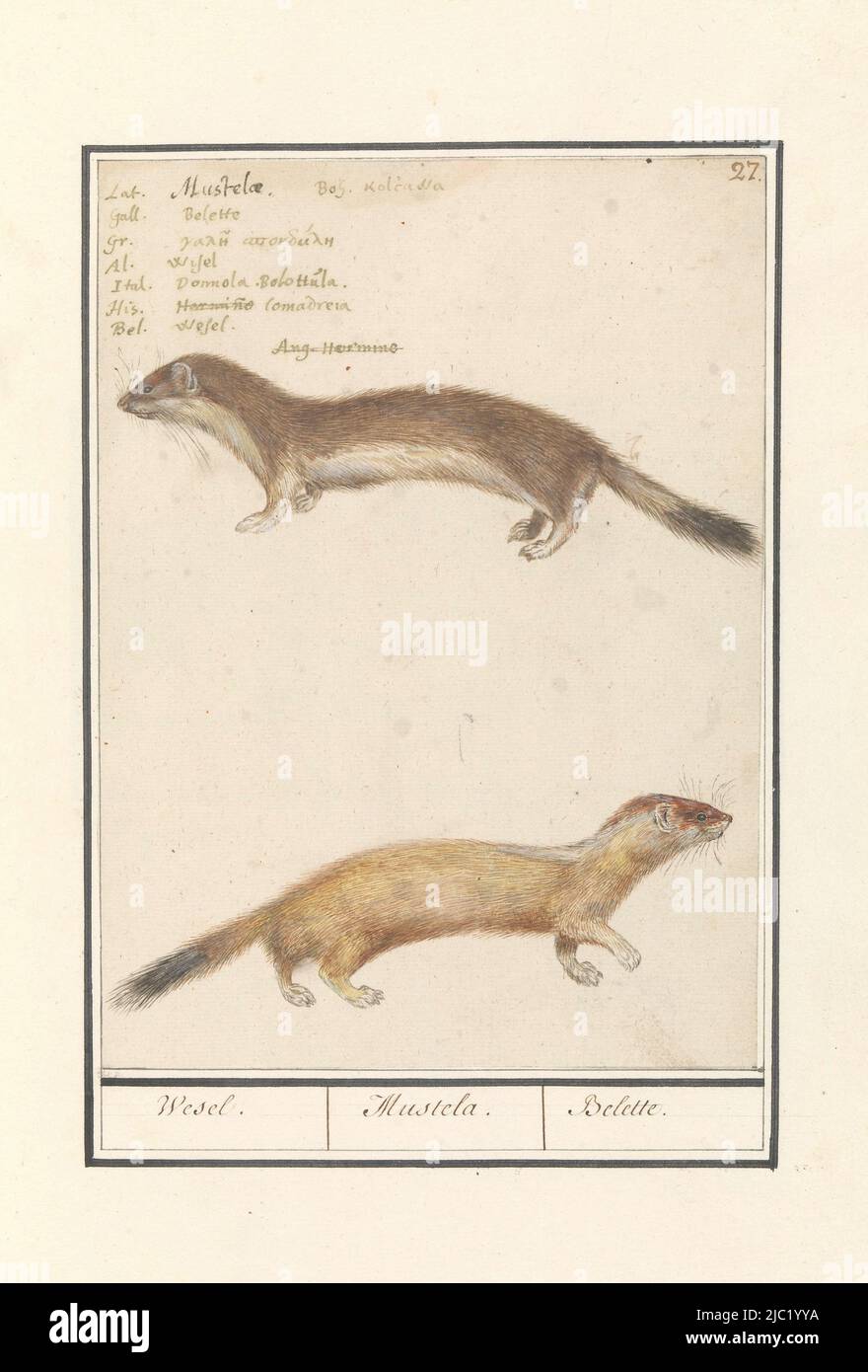 Two weasels. Numbered upper right: 27. Top left the name in seven ...
