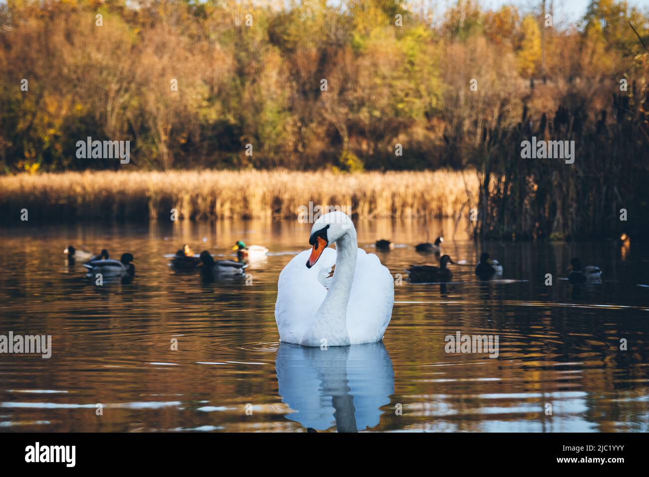 White swan swims on the pond in search of food. In the background reeds ...