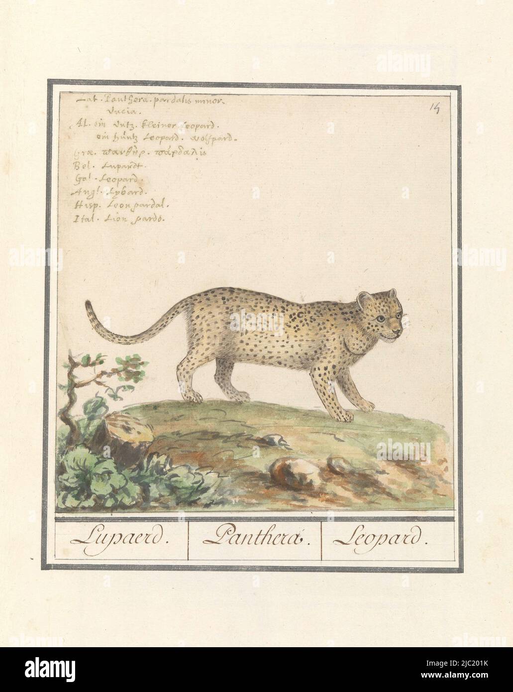 Leopard or Panther. Numbered top right: 14. Top left the name in eight ...