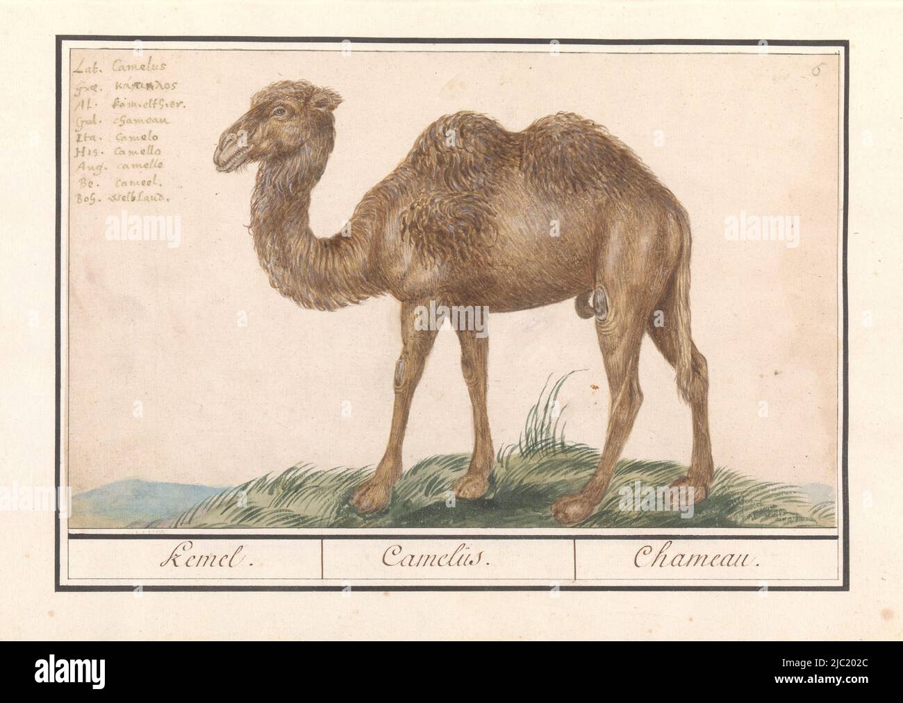 Camel. Numbered top right: 6. Top left the name in nine languages. Part ...