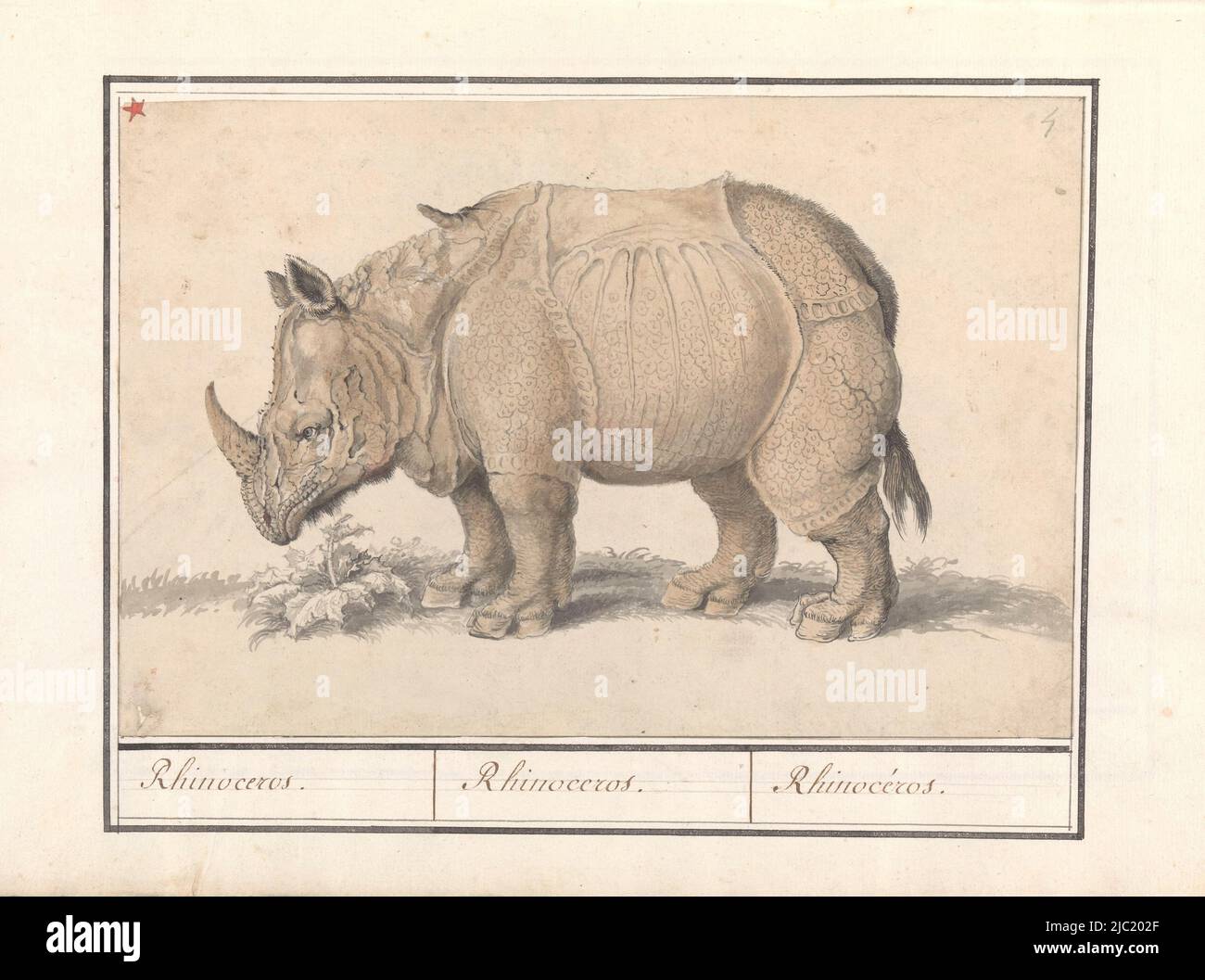 Indian rhino or armoured rhino. Numbered upper right: 4. Top left ...