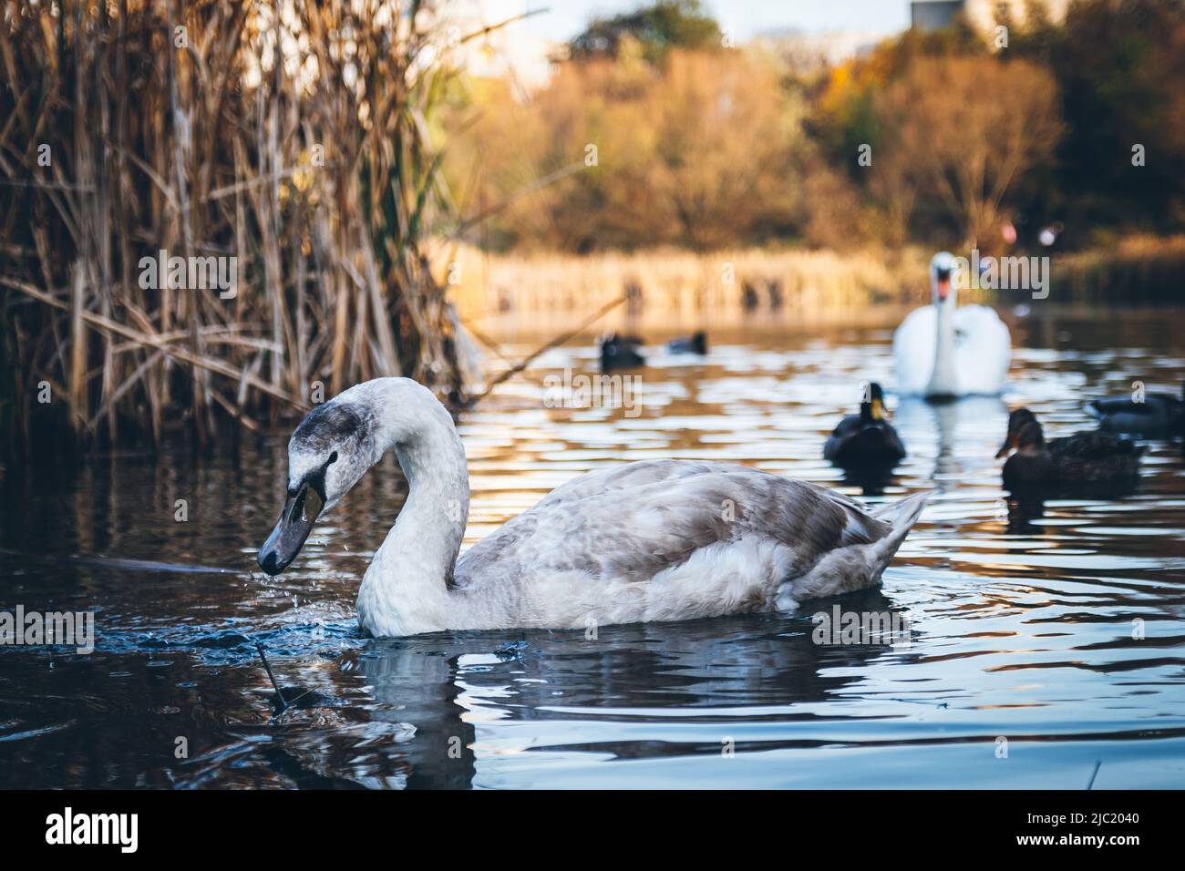 A young swan swims on a pond, lake, river, in search of food, dipping ...