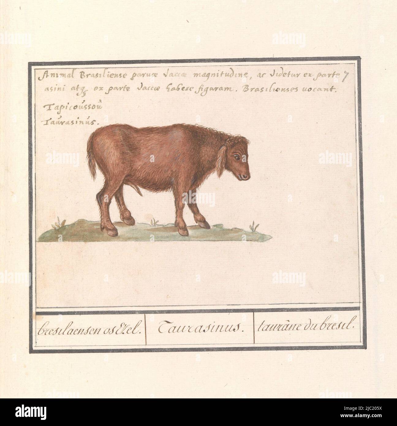 Taurus inscription hi-res stock photography and images - Alamy