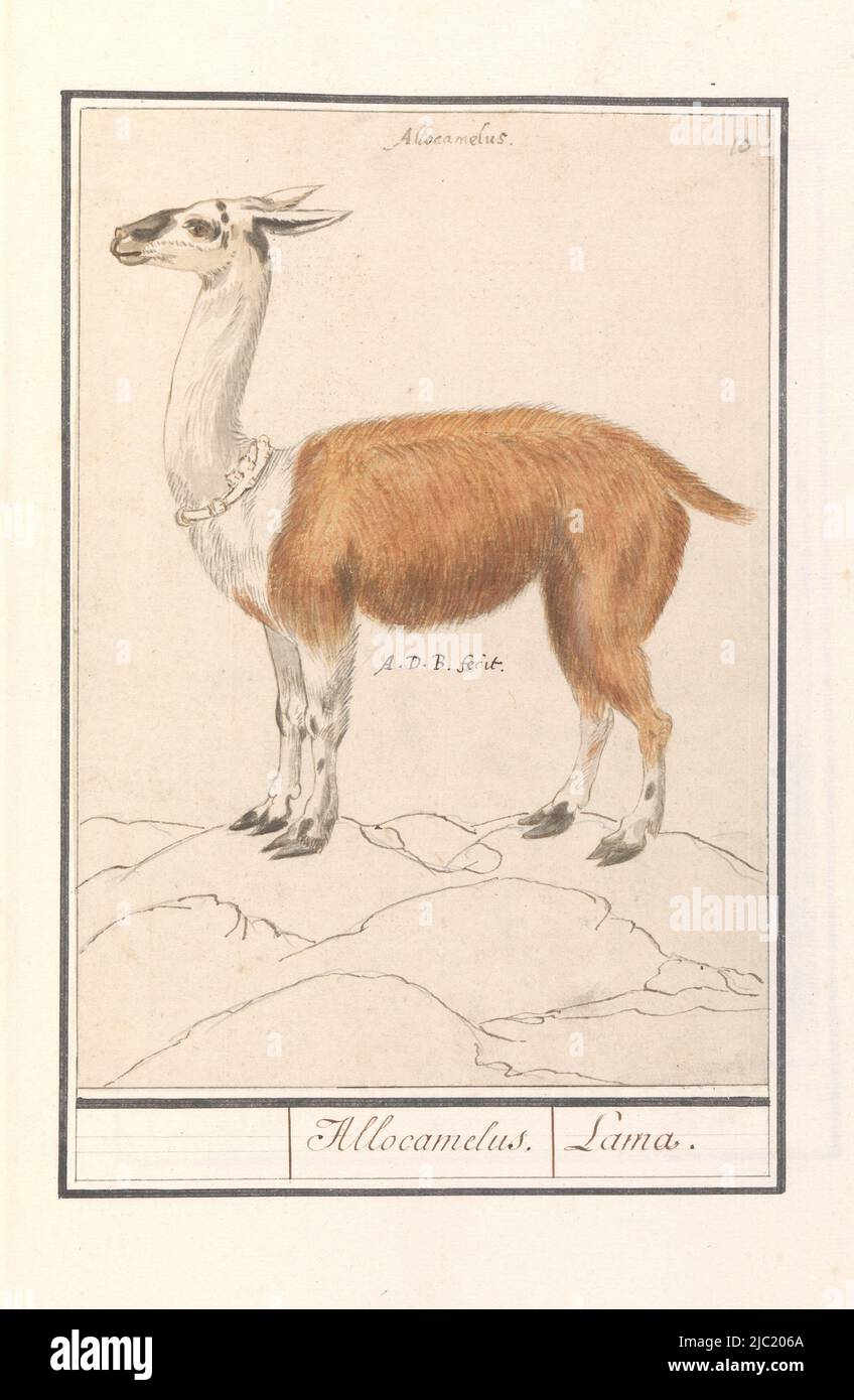 Lama, with collar. Numbered top right: 10. At the top the name in Latin ...