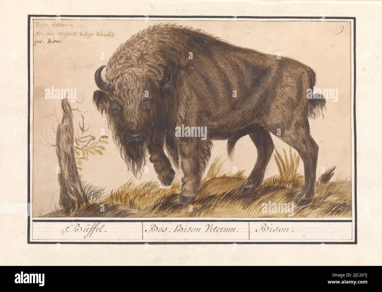 Bison ii hi-res stock photography and images - Alamy