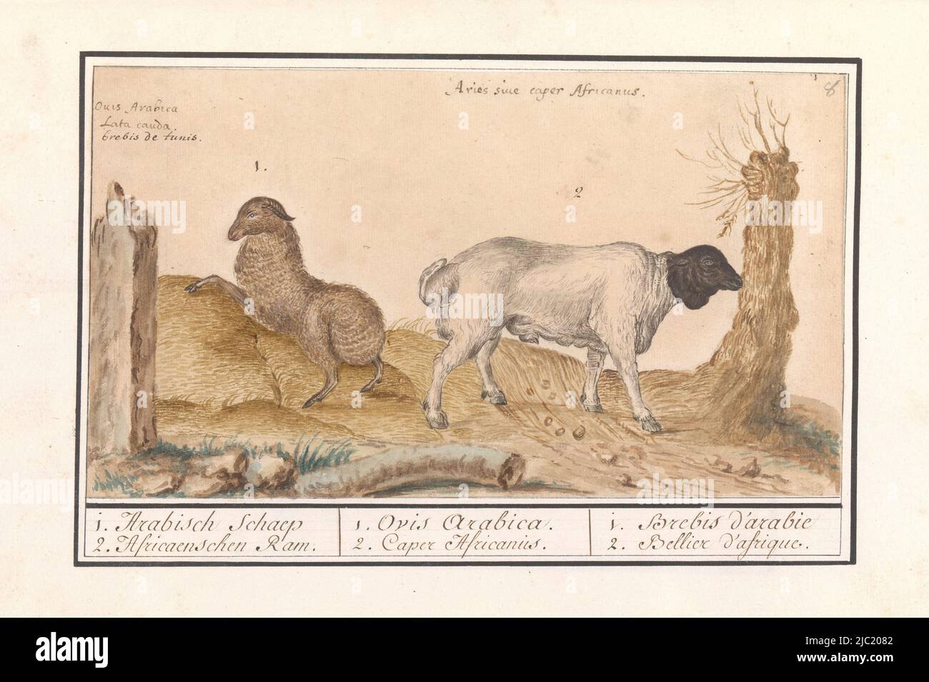 Arabian sheep 2 hi-res stock photography and images - Alamy