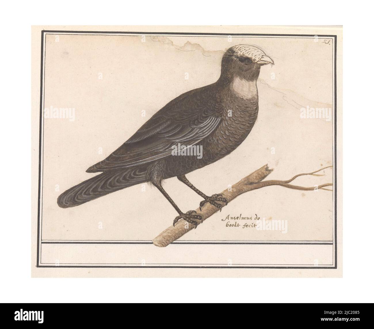 Dutch latin Cut Out Stock Images & Pictures - Alamy