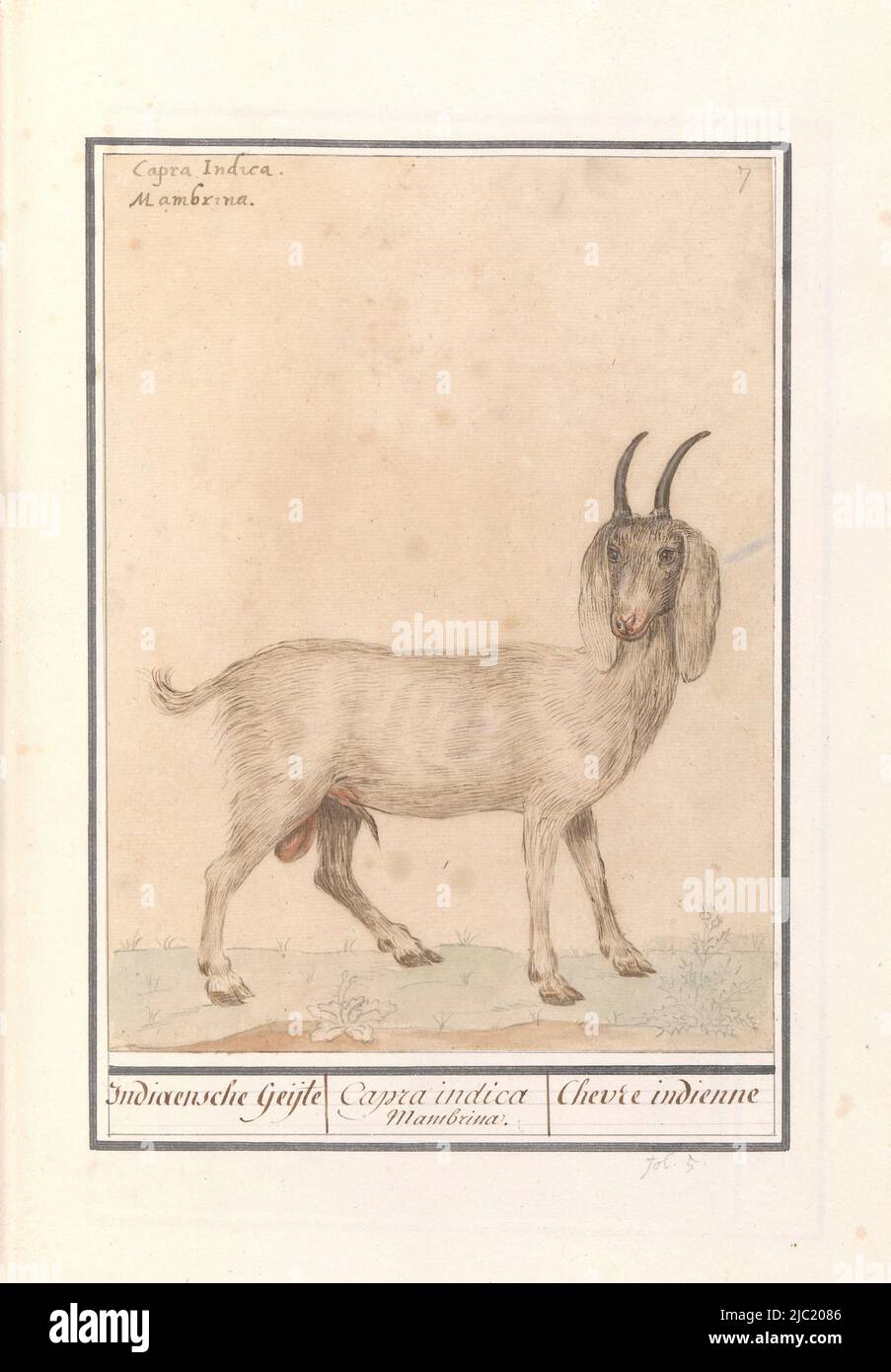 Syrian goat hi-res stock photography and images - Alamy