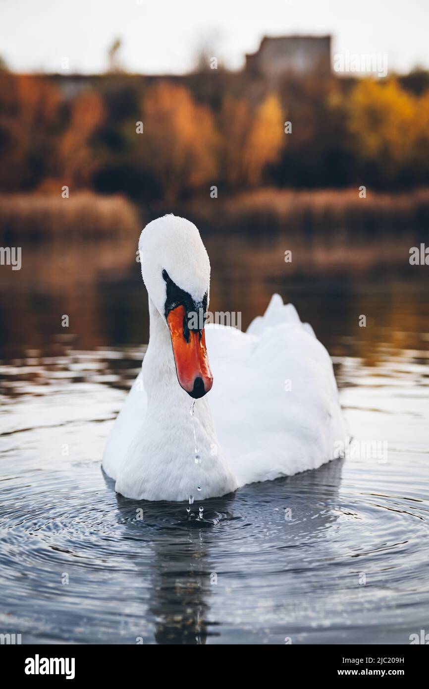 Swan with a beautiful beak poses well in the wild on a pond surrounded ...