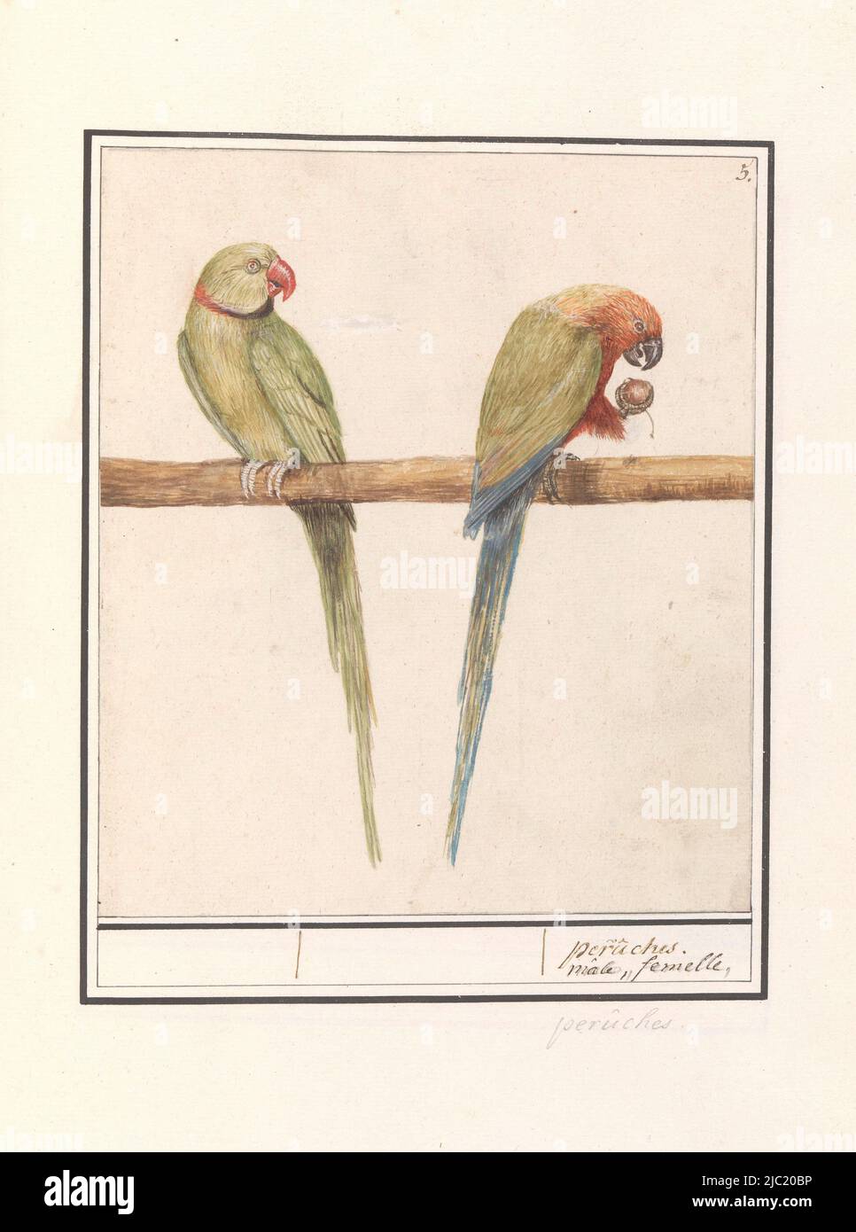 Great alexander parakeet hi-res stock photography and images - Alamy