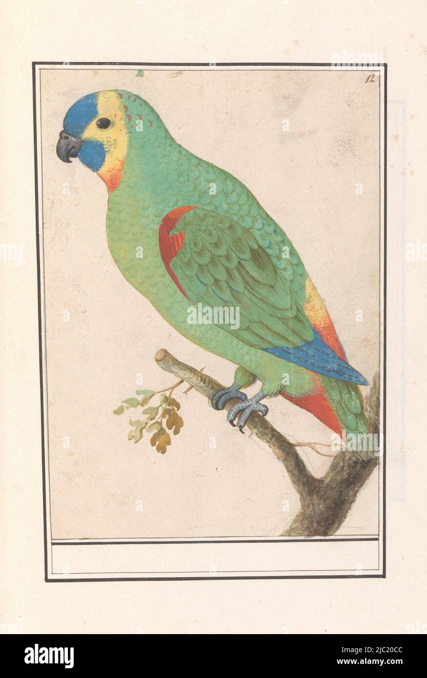 Blue forehead damazone hi-res stock photography and images - Alamy