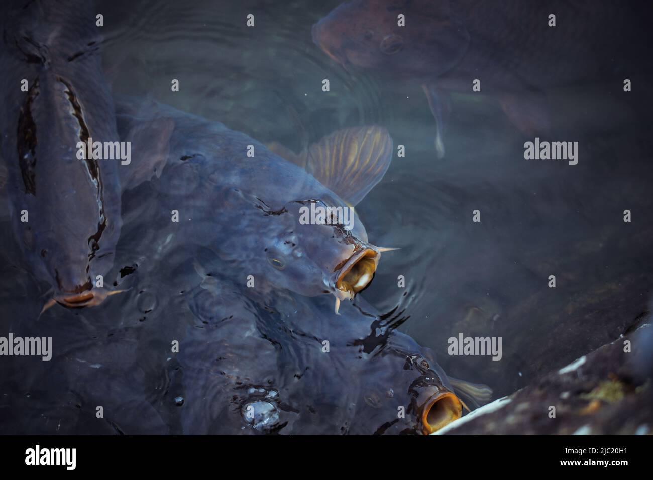 Japanese Fish in the Lake Stock Photo - Alamy