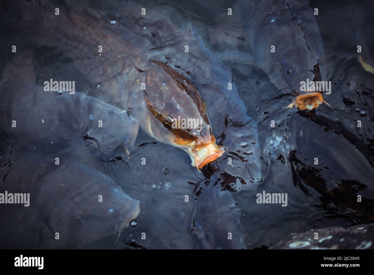 Japanese Fish in the Lake Stock Photo - Alamy