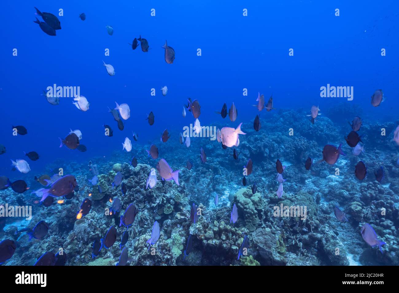 Seascape with School of Surgeonfish, coral, and sponge in the coral ...