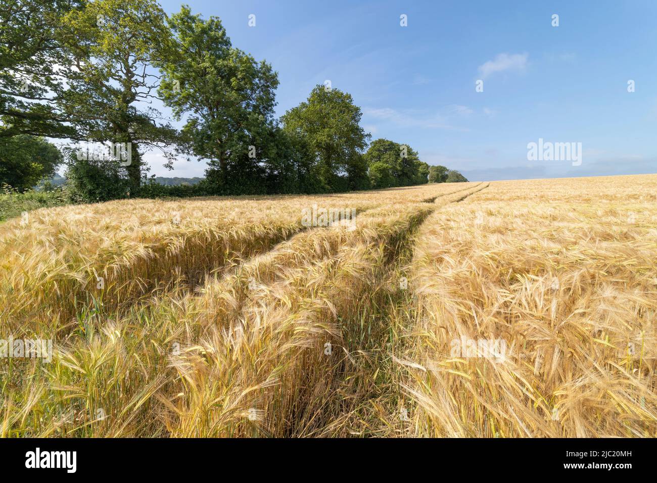 Barley farming hi-res stock photography and images - Alamy