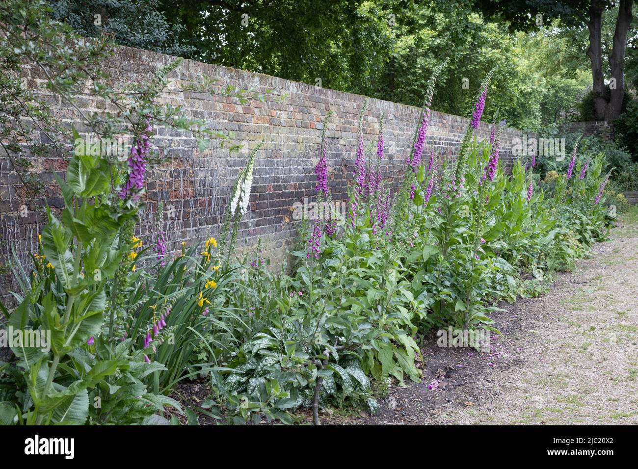 Foxgloves with purple blooms in a walled herbaceous border Stock Photo ...