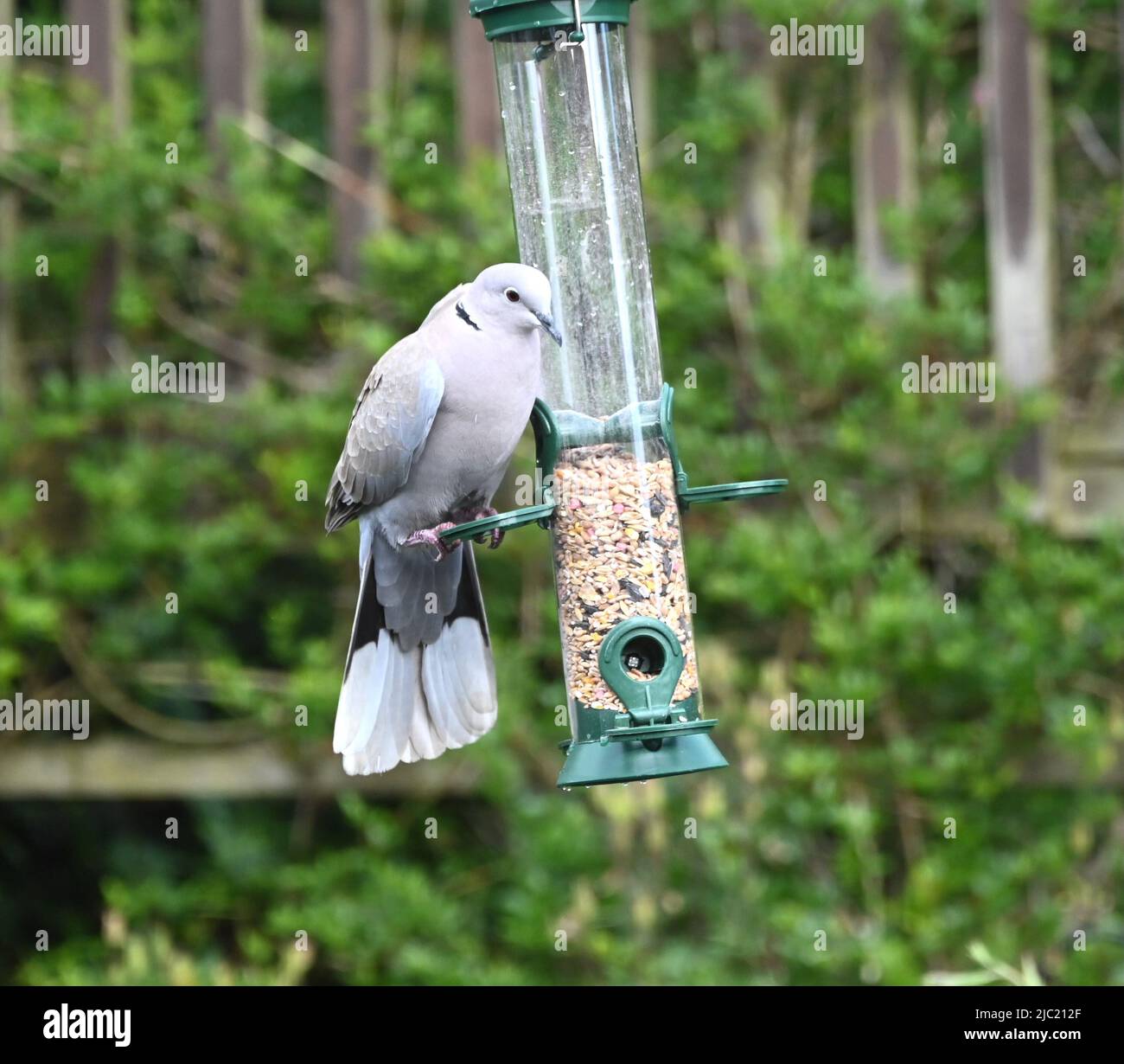 A collared dove on a bird feeder Stock Photo - Alamy