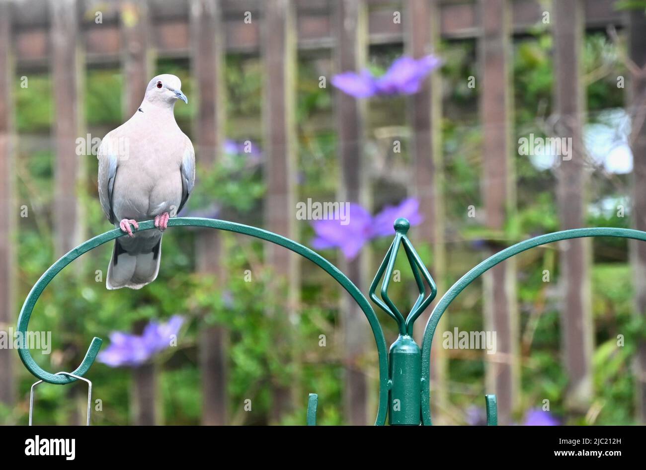 Collared dove in garden hi-res stock photography and images - Alamy