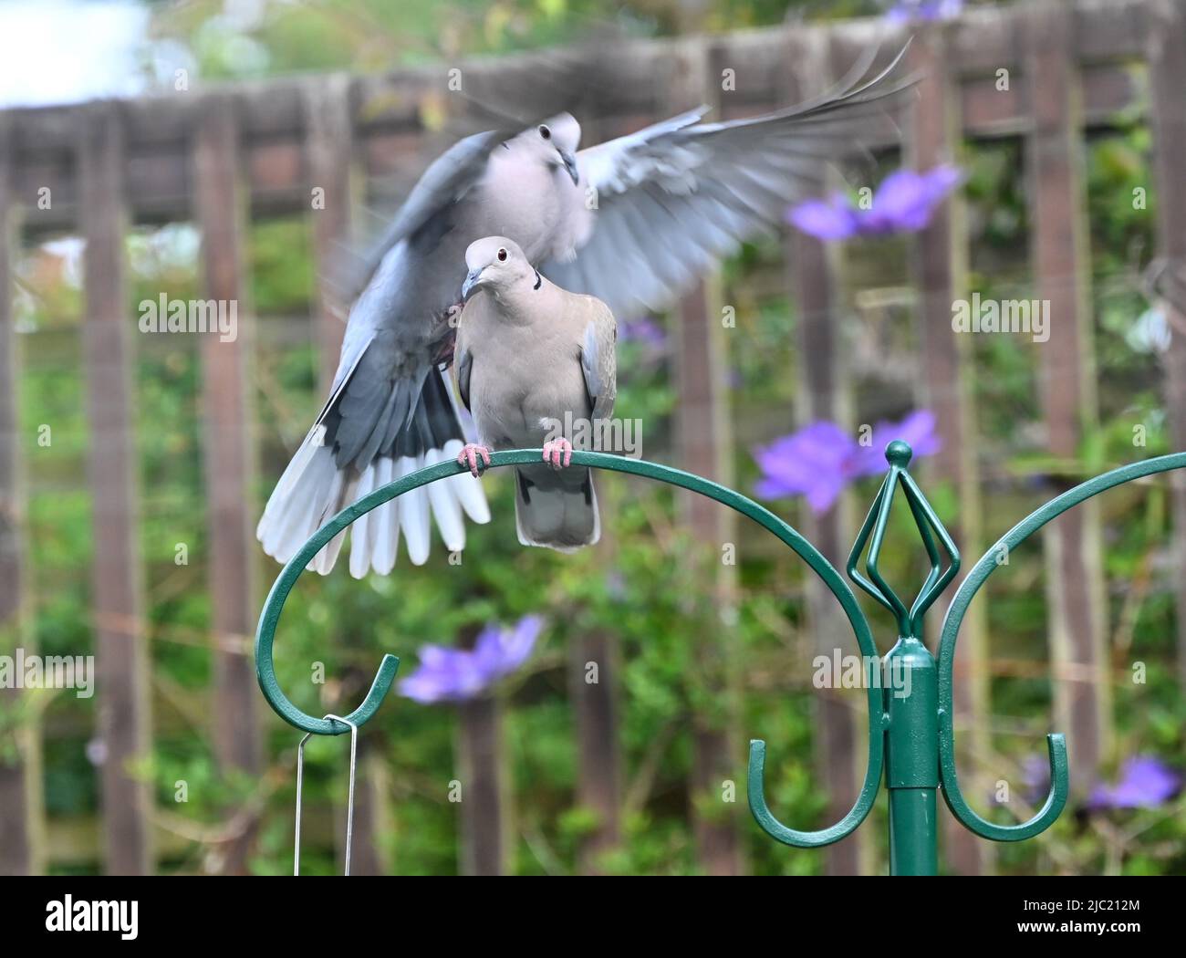 A collared dove on a bird feeder Stock Photo - Alamy