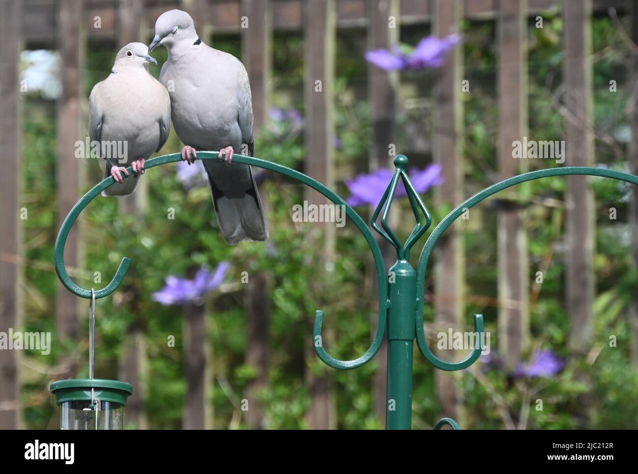 Two collared doves hi-res stock photography and images - Alamy