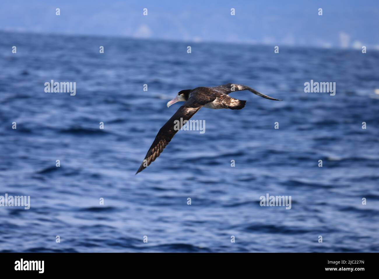 Short-tailed albatross (Diomedea albatrus) in Japan Stock Photo - Alamy