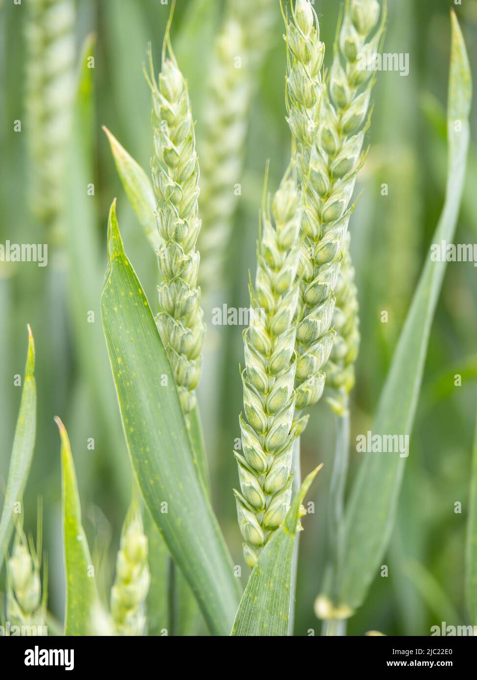Closeup close crop hi-res stock photography and images - Alamy