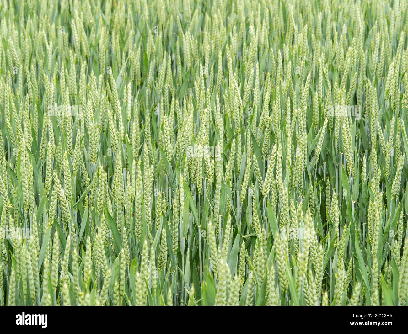 Growing season green plants hi-res stock photography and images - Alamy