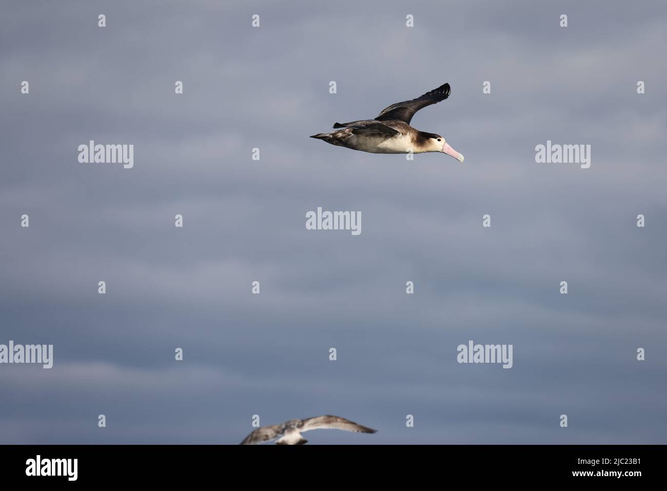 Short-tailed albatross (Diomedea albatrus) in Japan Stock Photo - Alamy