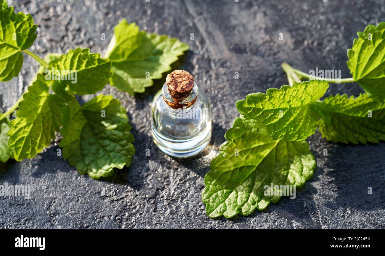 A bottle of essential oil with fresh melissa plant Stock Photo - Alamy