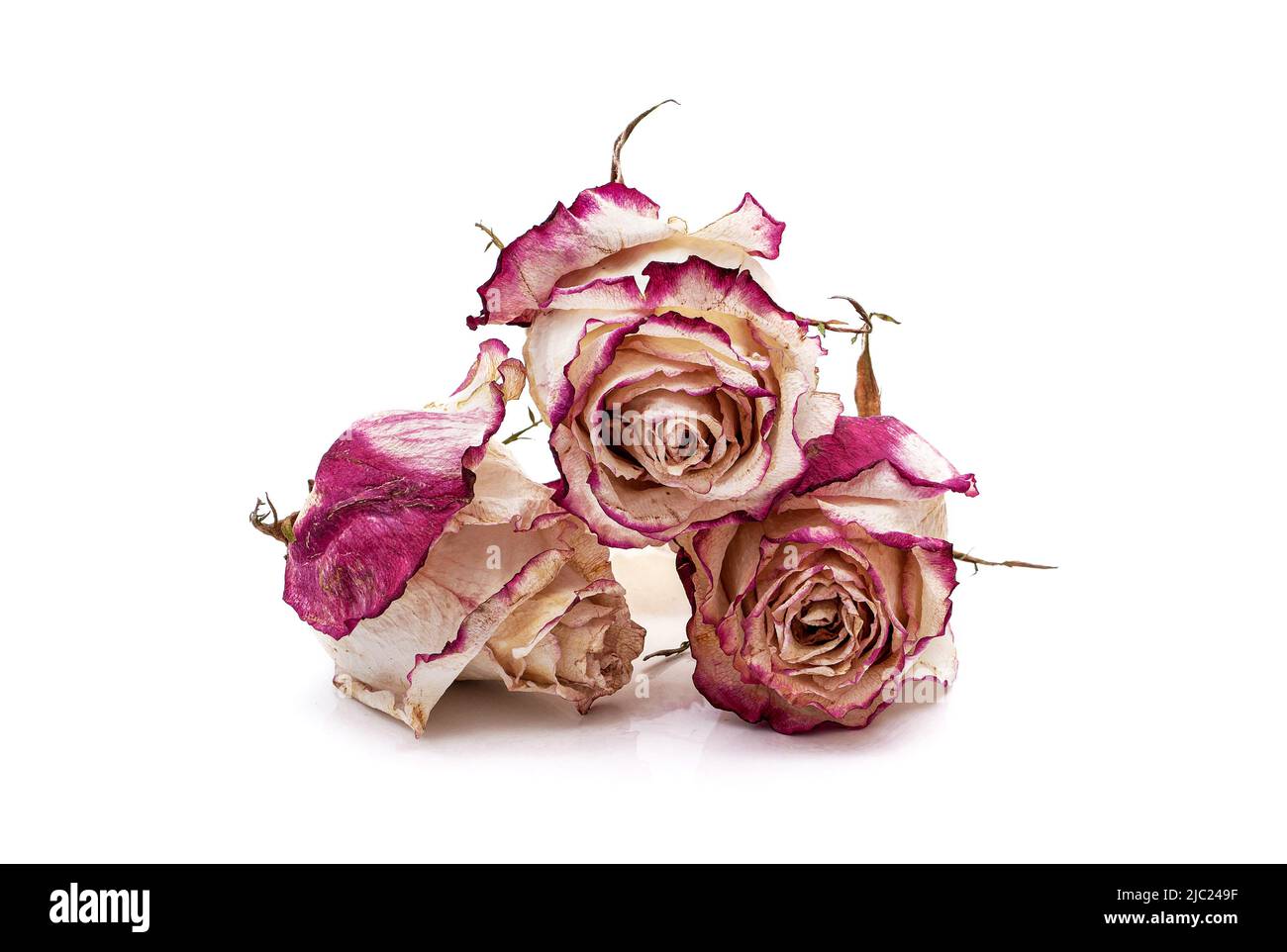 Dry roses isolated on white background Stock Photo - Alamy