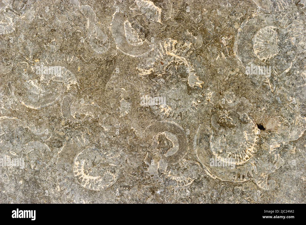 Prehistoric Fossils on the beach at Lyme Regis, Dorset, England Stock ...