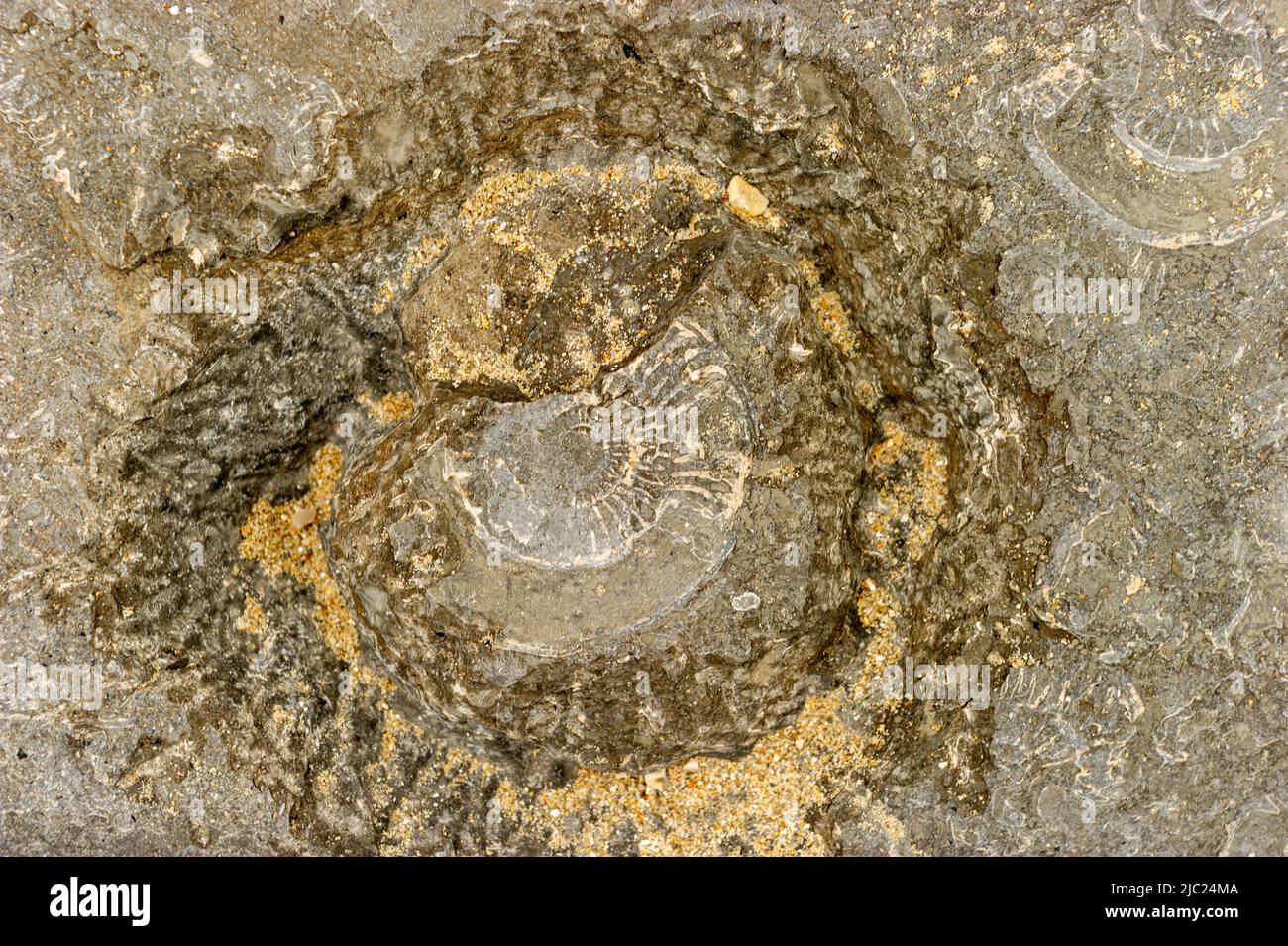 Prehistoric Fossils on the beach at Lyme Regis, Dorset, England Stock ...