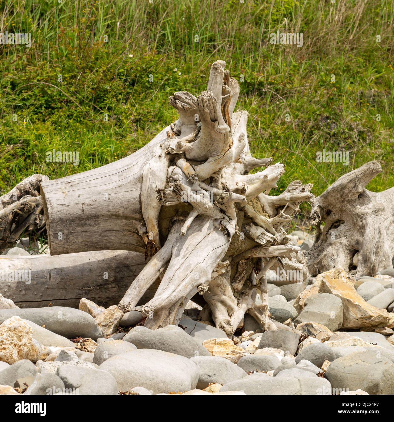 Rotten tree trunk hi-res stock photography and images - Alamy