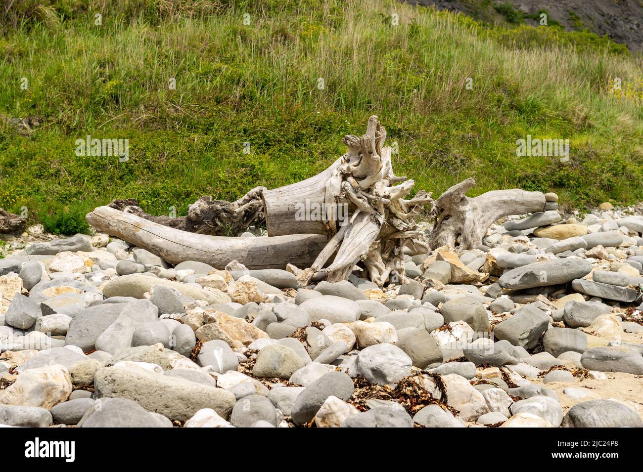 Rotten tree trunk hi-res stock photography and images - Alamy