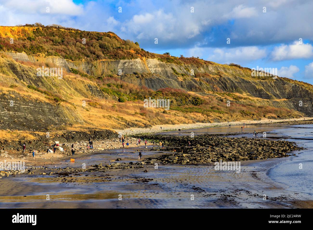Fossil hunters at low tide on the beach below Black Venn landslip at ...