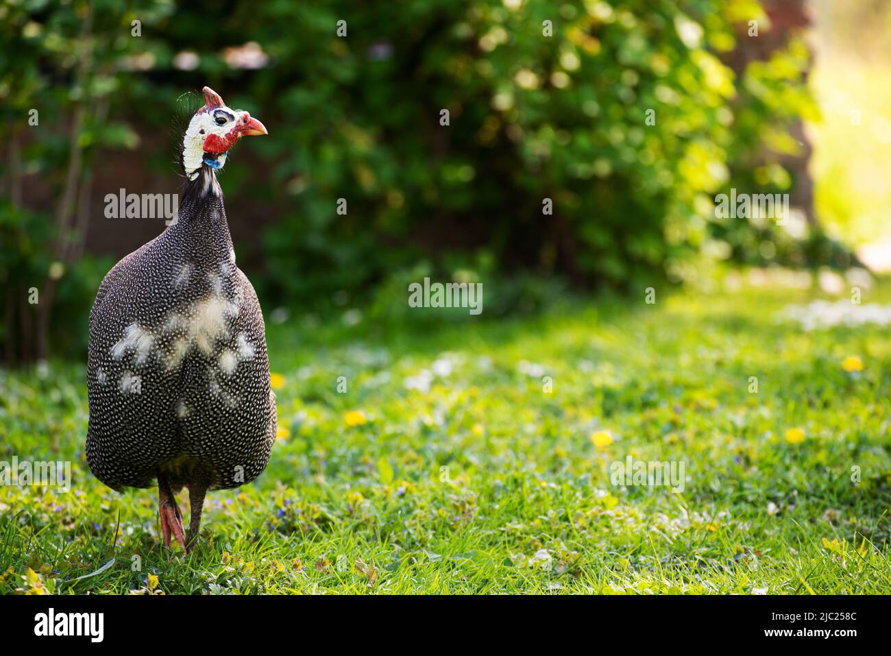 Guinea fowl and chicken hi-res stock photography and images - Alamy