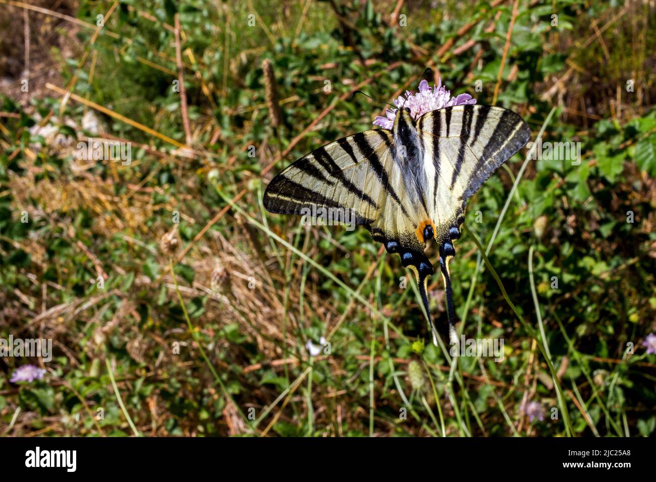 Scabies flower hi-res stock photography and images - Alamy