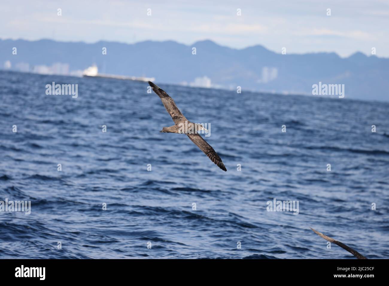 Short-tailed albatross (Diomedea albatrus) in Japan Stock Photo - Alamy
