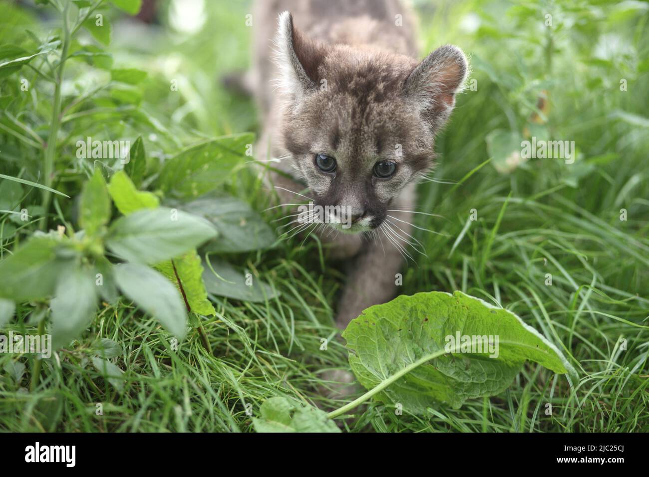 Prowling big cat hi-res stock photography and images - Alamy