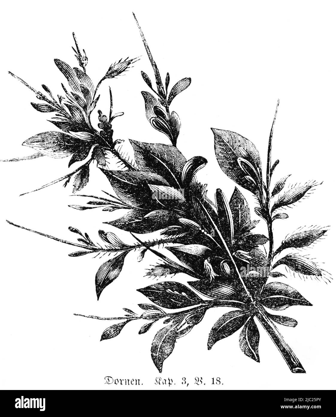 Thorny Bushes Drawing