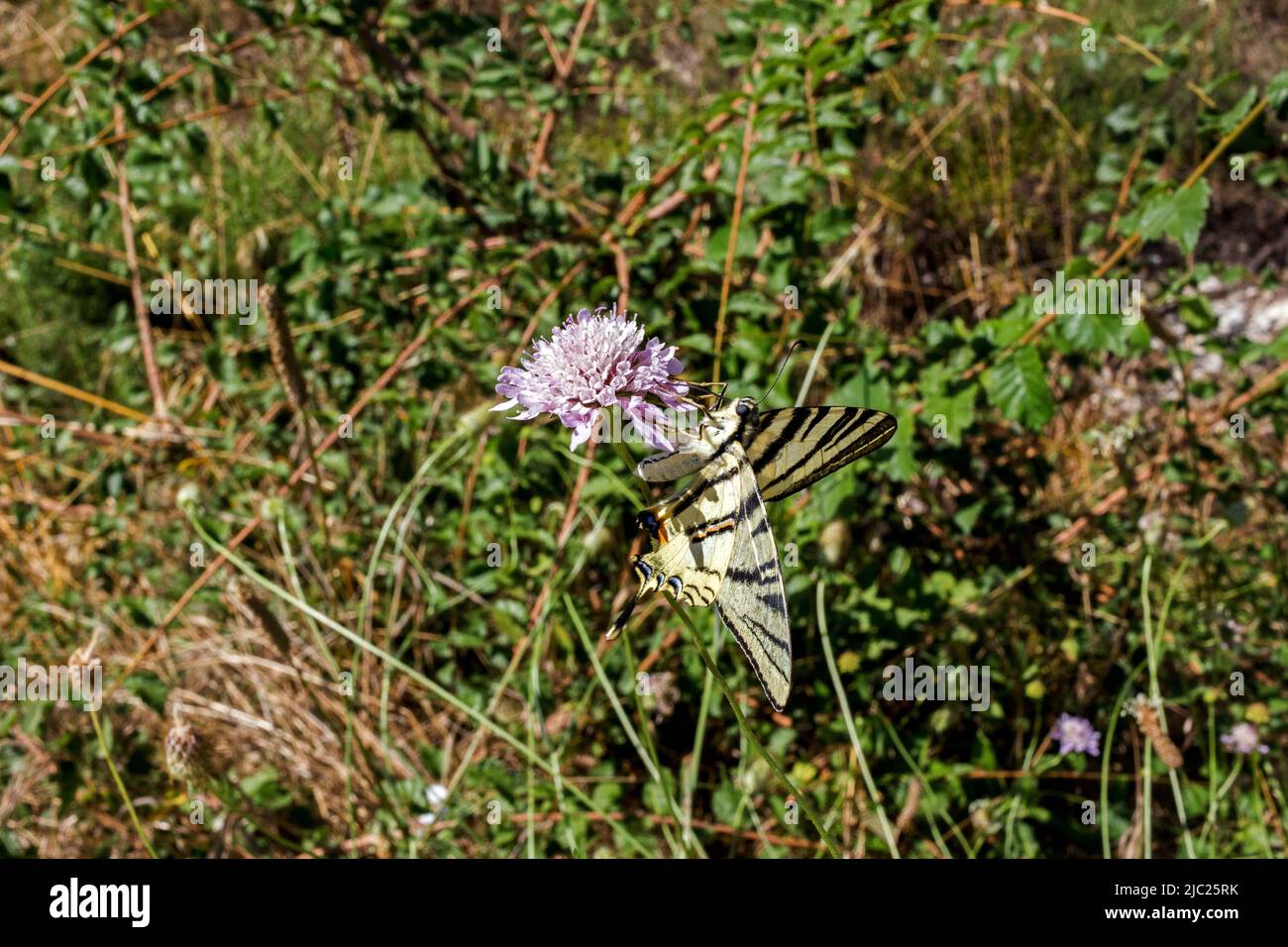 Scabies flower hi-res stock photography and images - Alamy